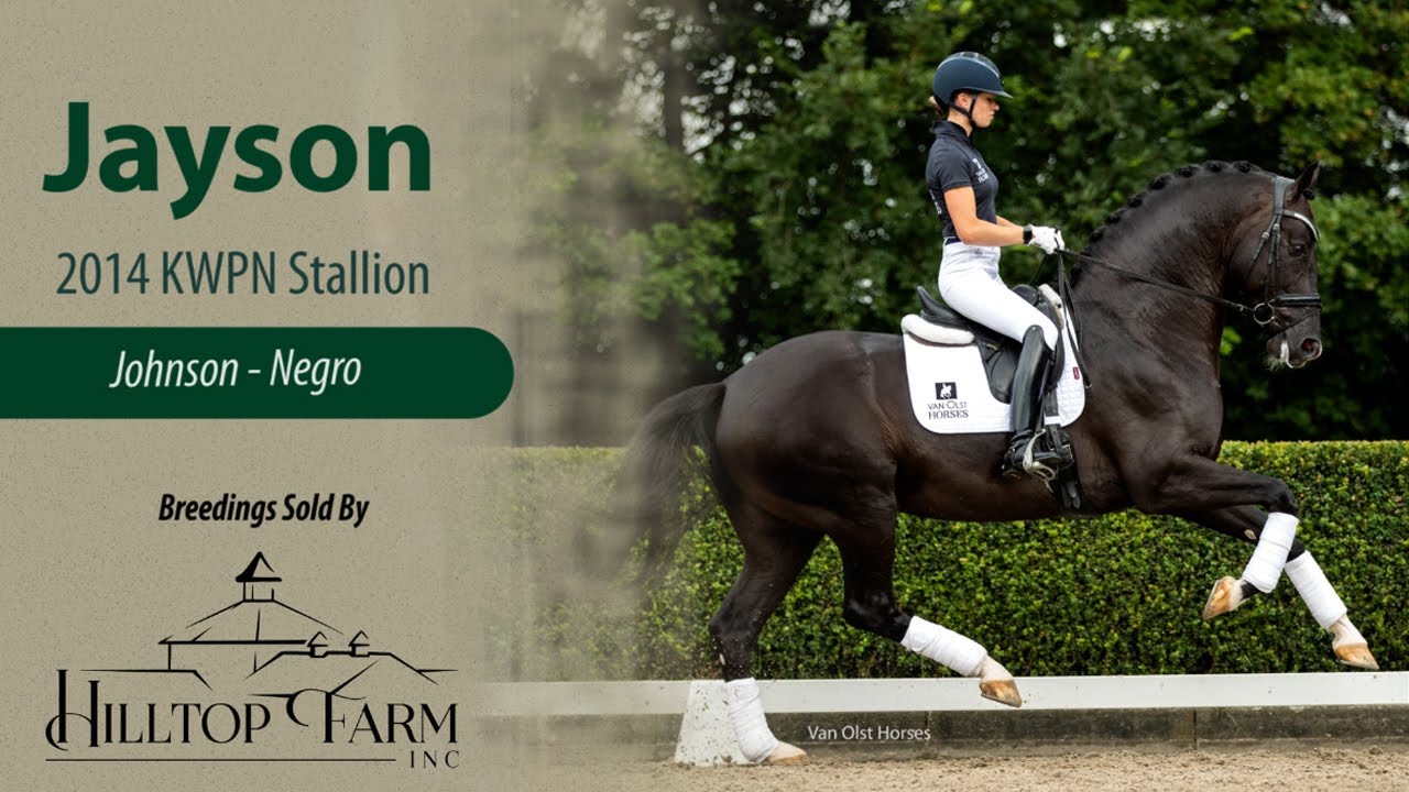 Jayson (Johnson - Negro) Dutch Warmblood Stallion - YouTube