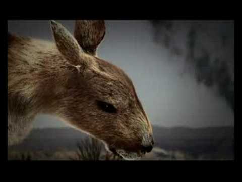 Quercus - Animals (English Version) - YouTube