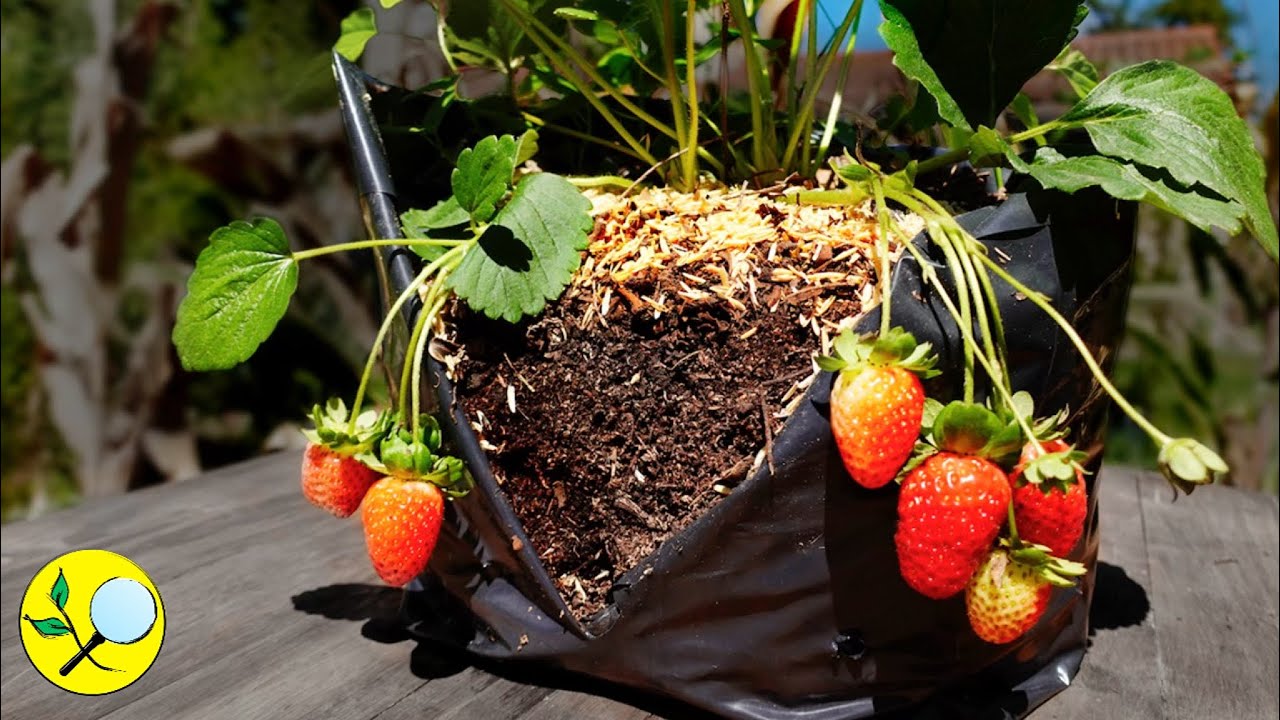 馃崜 Plantar Y Cultivar Fresas Frutillas En Maceta Con Hojas De 脕rboles