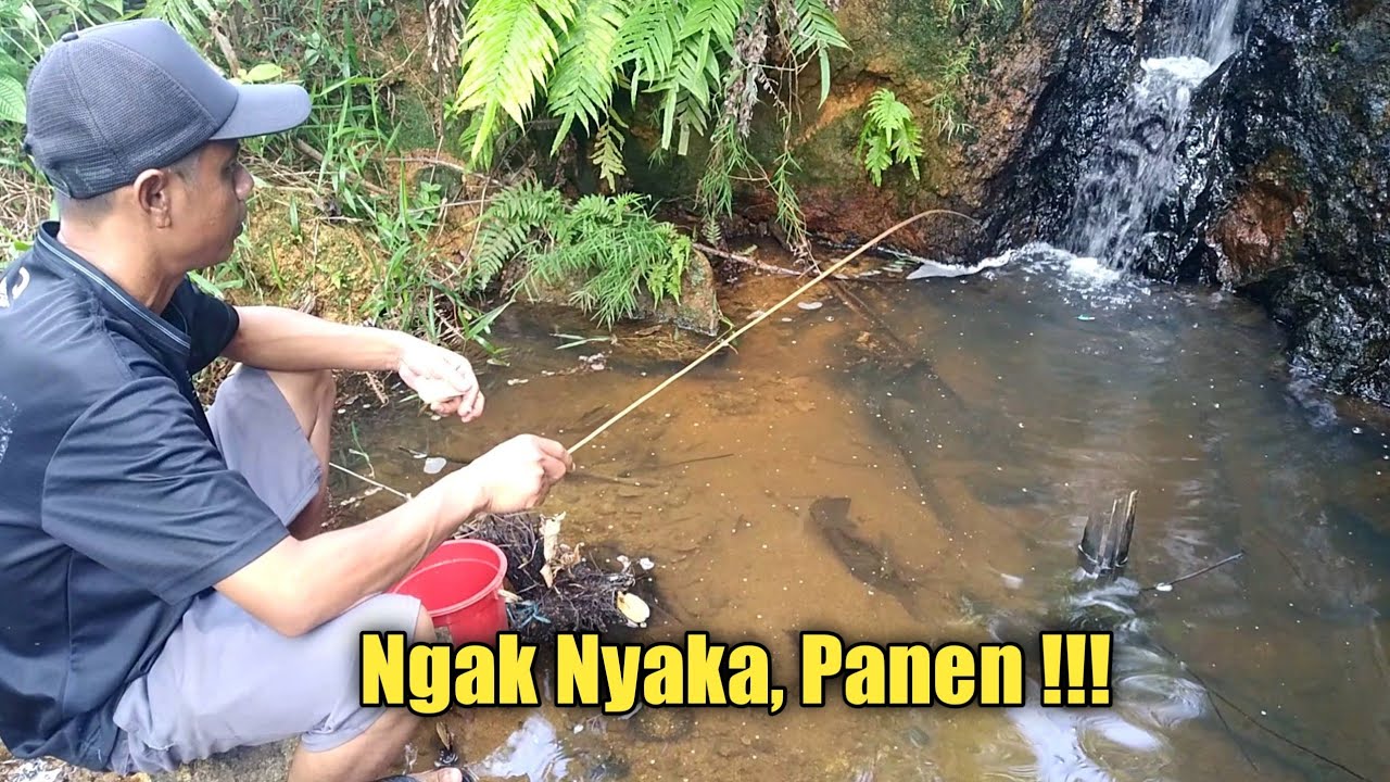Mancing Ikan Wader di Selokan Kecil Langsung Babon - YouTube