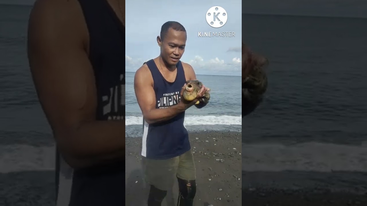 Puffer fish o butete returned to the sea #shorts #pufferfish #sea - YouTube