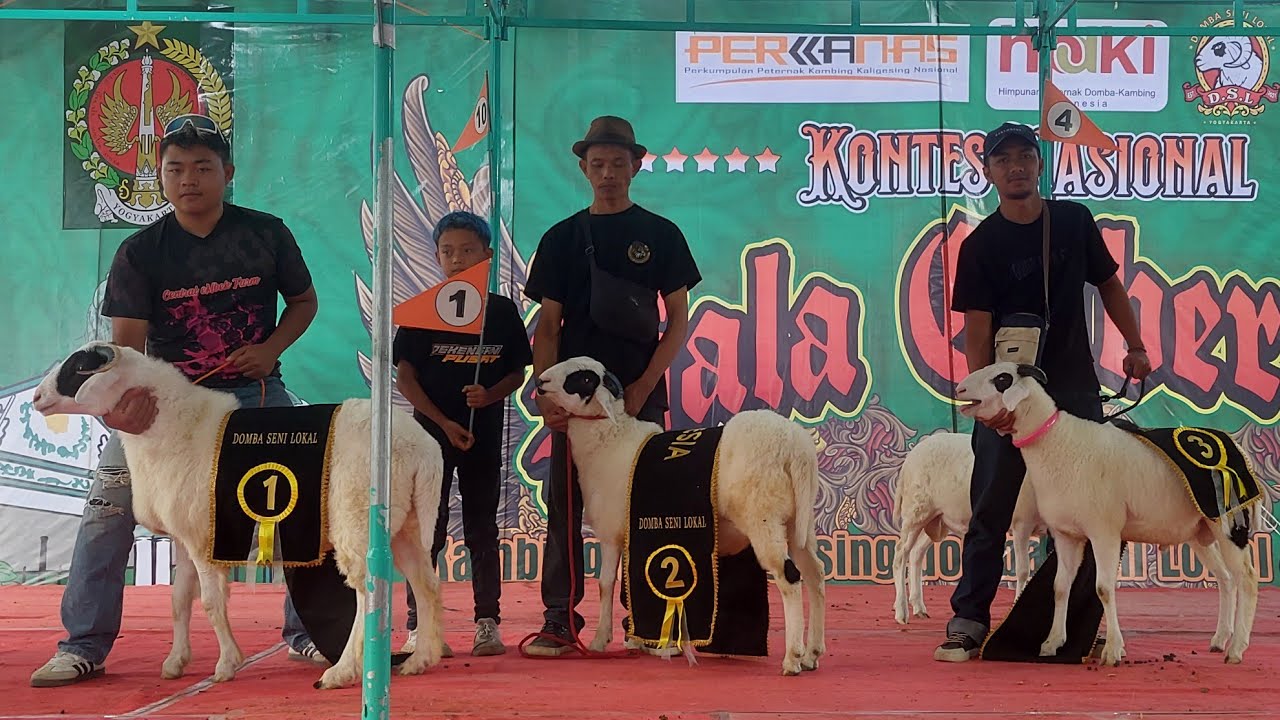 SEMPAT ADU BANDING KONTES DOMBA KELAS CEMPE JANTAN - YouTube