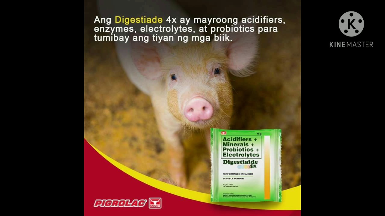 Pigrolac (Univet Products) - YouTube