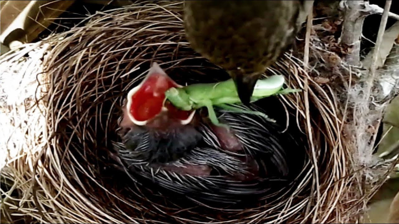 Streak-eared bulbulBirds force babies to eat locusts#birds #baby - YouTube