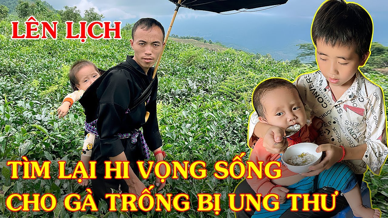 NÓNG '' TÌM LẠI HI VỌNG SỐNG CHO GÀ TRỐNG BỊ UNG THƯ VỢ CH,ẾT SỚM ...