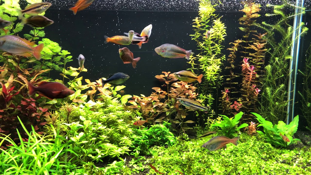 210G high tech planted rainbow tank - YouTube