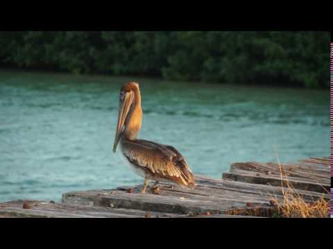 Pelican swallows a fish