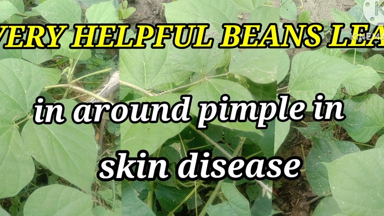 Very helpful Beans leaf in human skin and Skin disease. - YouTube