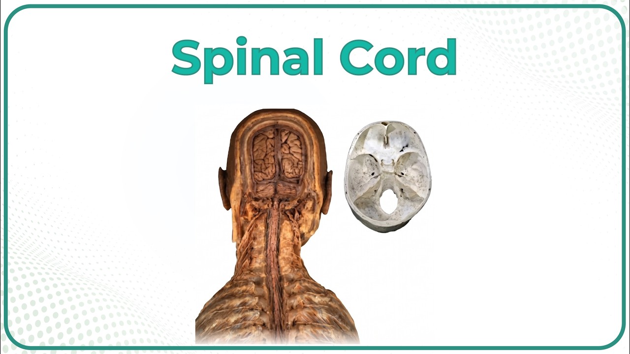Spinal Cord Anatomy / with Real Cadaveric Images 🧠 USMLE Step 1 - YouTube