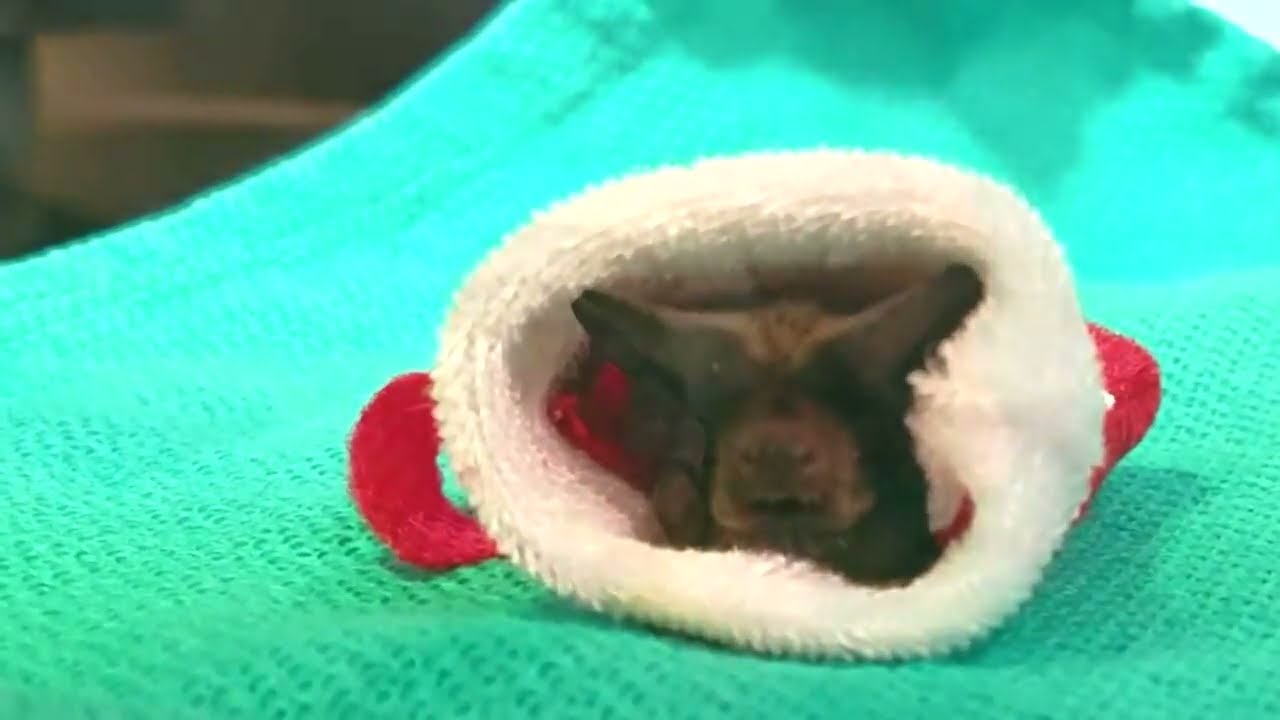 Benger, the Sugar Bat Fairy - YouTube