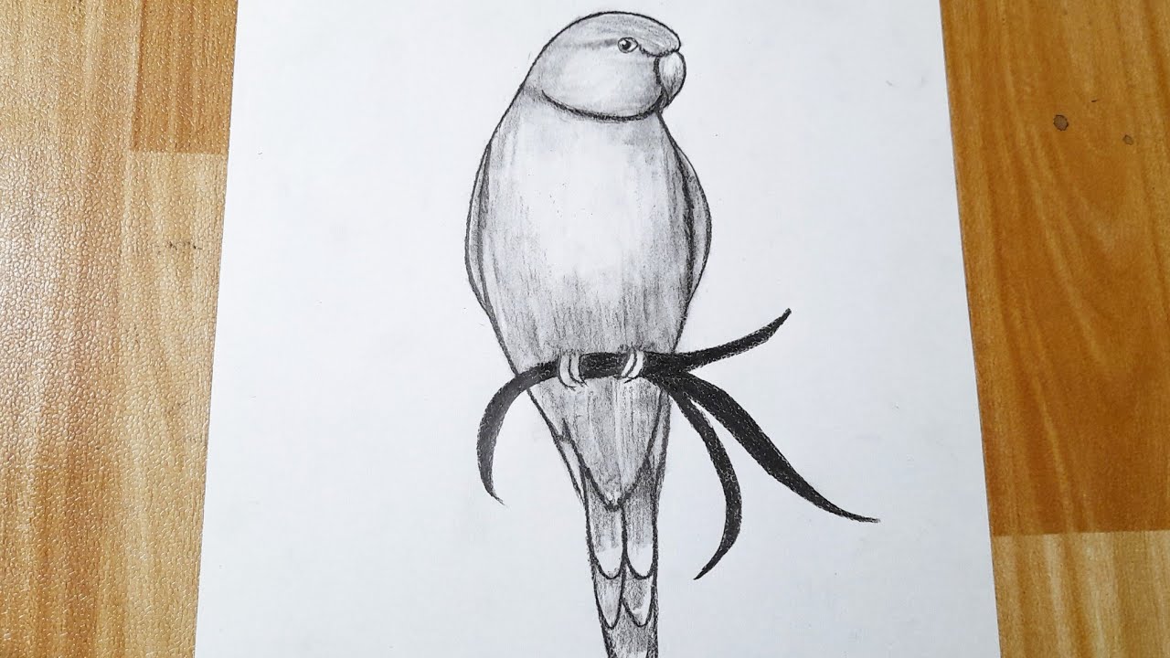 How to draw a parrot easy step by step || Easy bird drawing - YouTube
