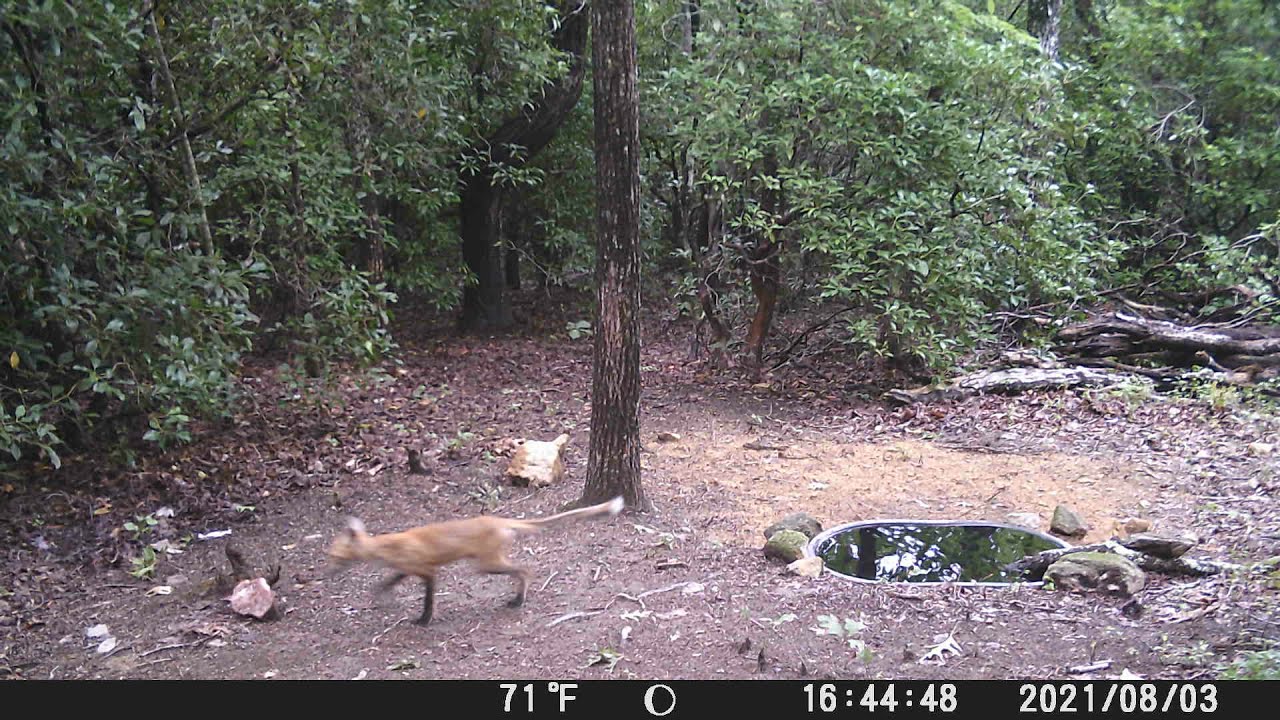 Red fox upstate South Carolina - YouTube