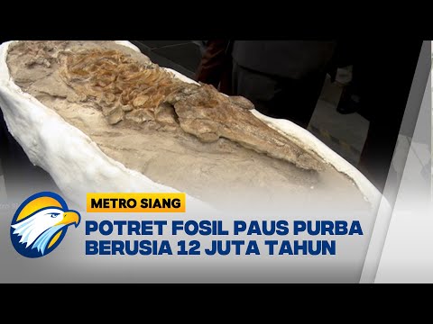 Penampakan Fosil Ikan Paus Purba Berusia 12 Juta Tahun di AS - [Metro Siang]