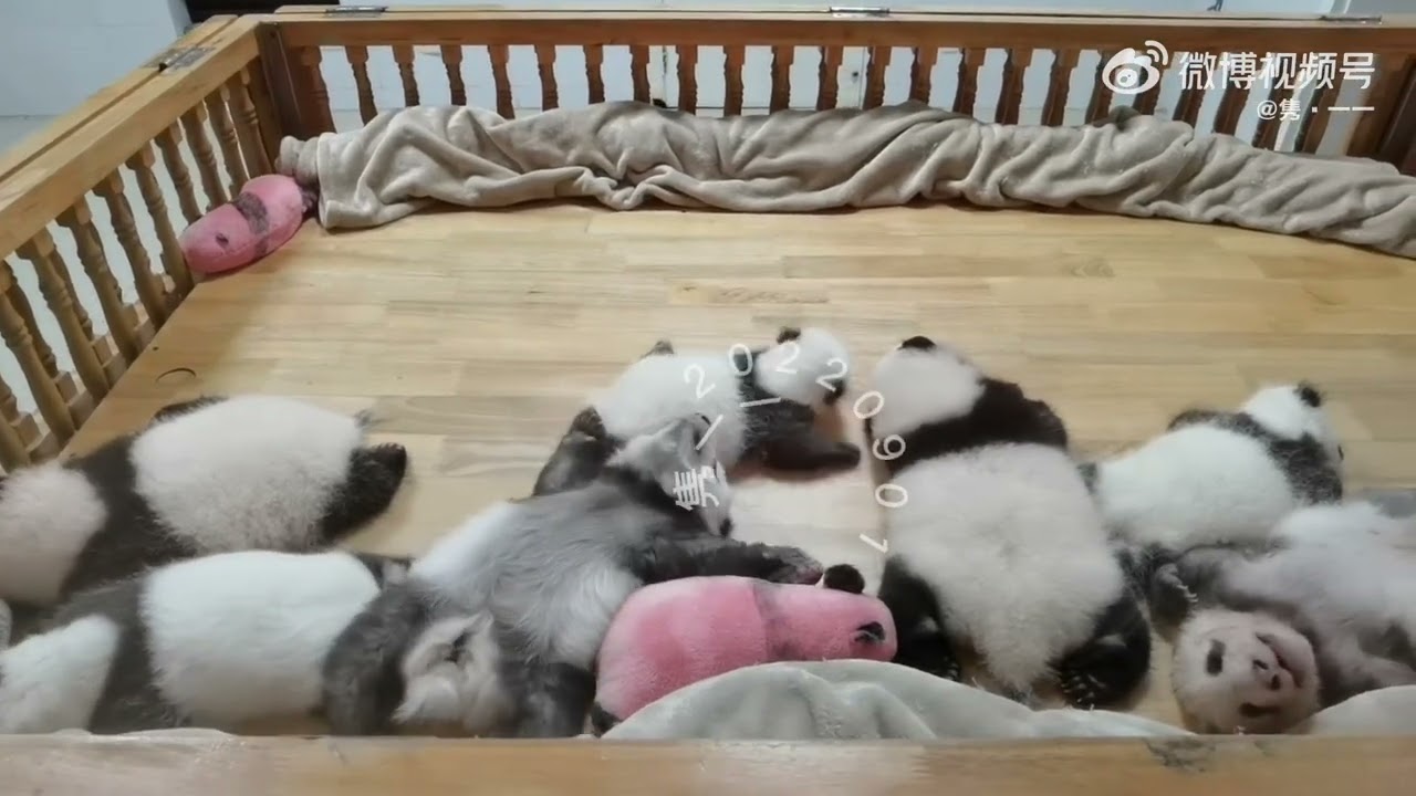 Baby pandas - a pile of fluffy balls sleeping and rolling around ...