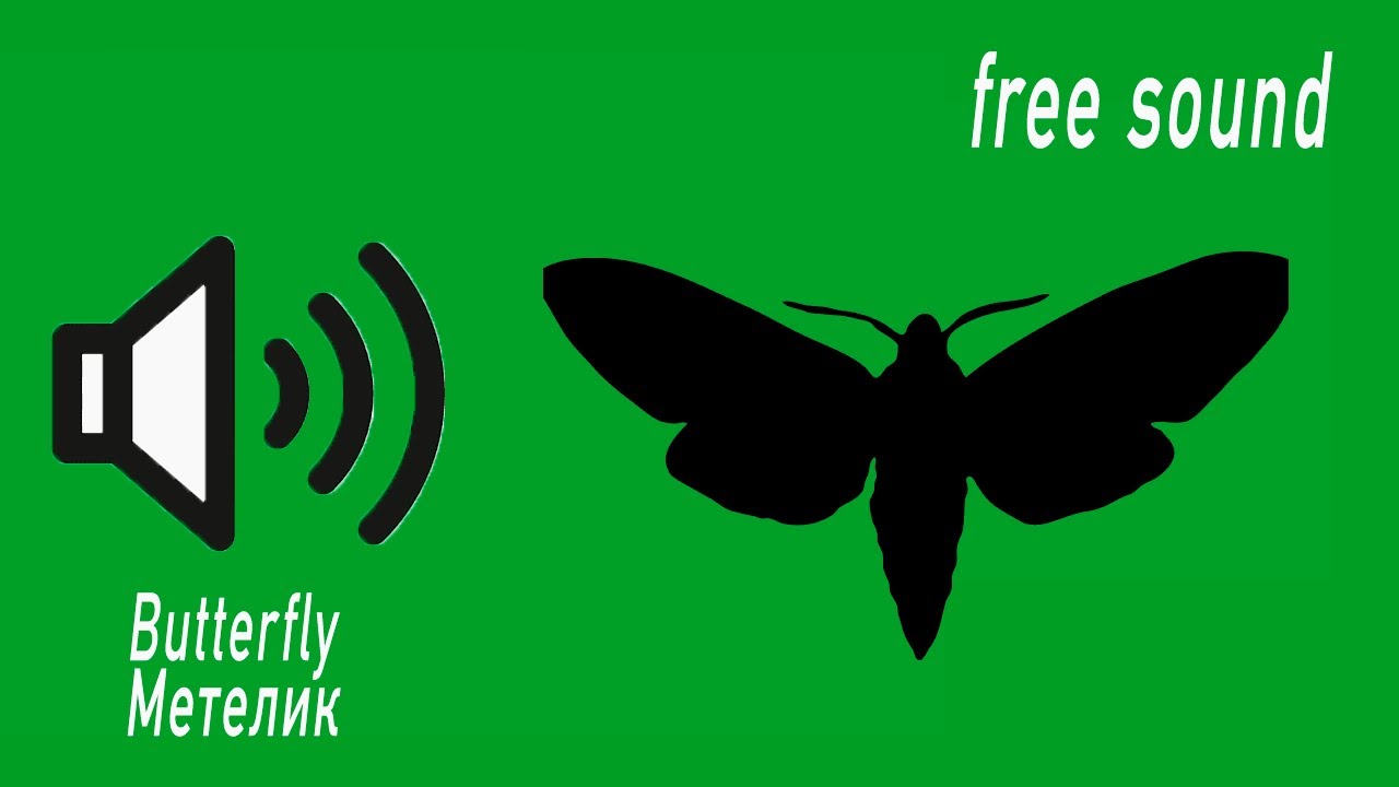 The moth flies, wings quickly flap nearby Free sound - YouTube