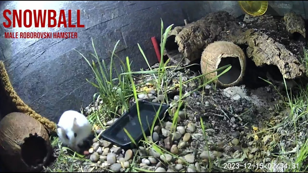 A night in the life of Snowball the Hamster Dec 15, 2023 #hamster - YouTube
