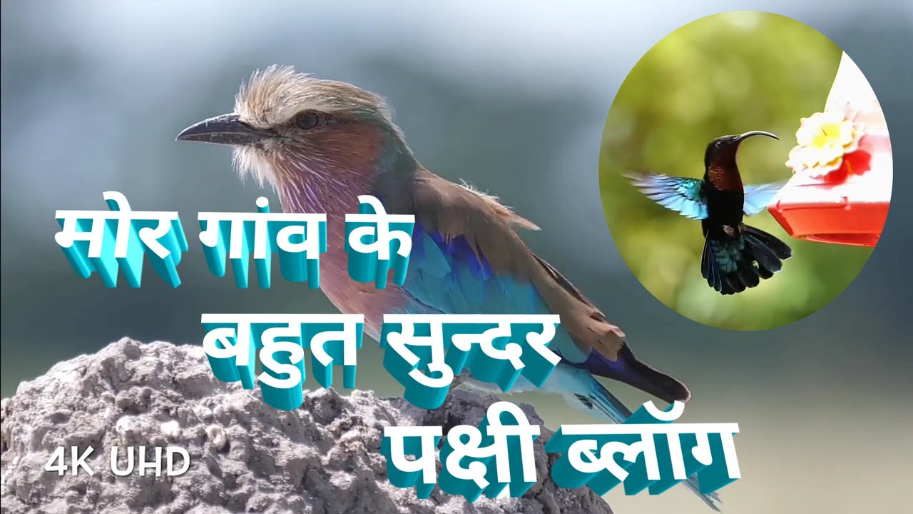 मोर गांव के बहुत सुन्दर पक्षी ब्लॉग/ Pakshi amazing video vlog colorful ...