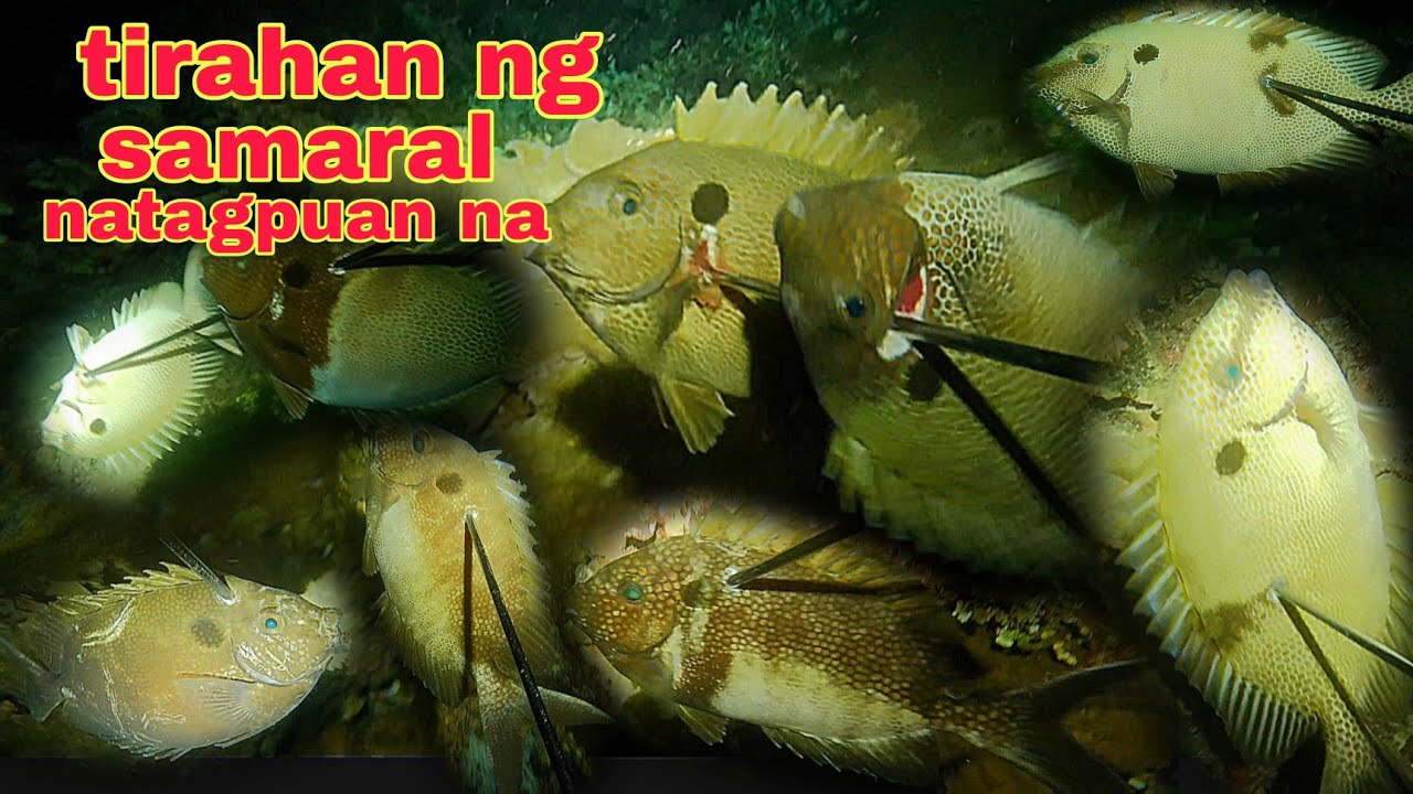 ep339.natagpuan namin ang tirahan ng mga samaral night spearfishing ...