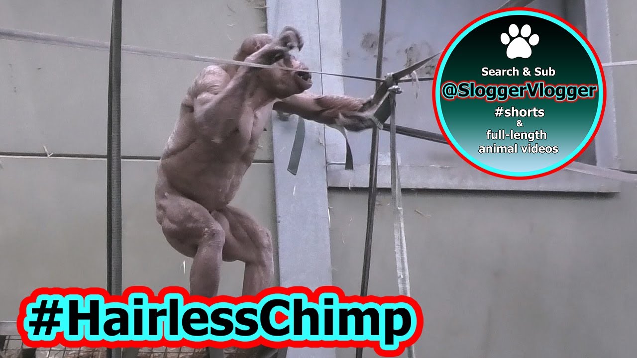 Hairless Chimp Jambo Get His Head Muscles Working - YouTube