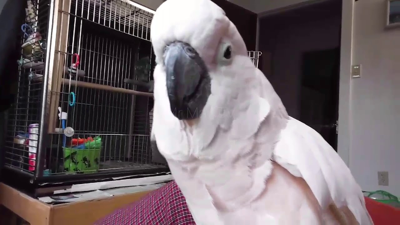 Window Play Time - YouTube