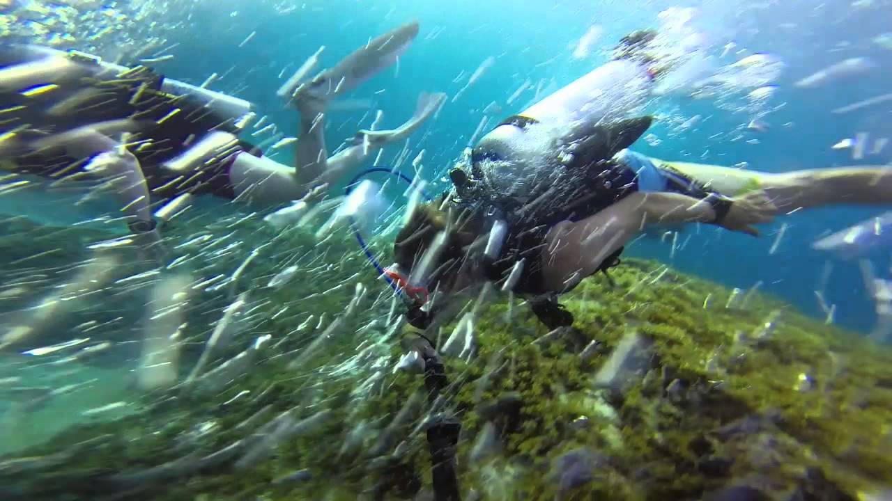 Diving The Washing Machine site-. 9/3/15 Bahamas-Blackbeard Cruises ...