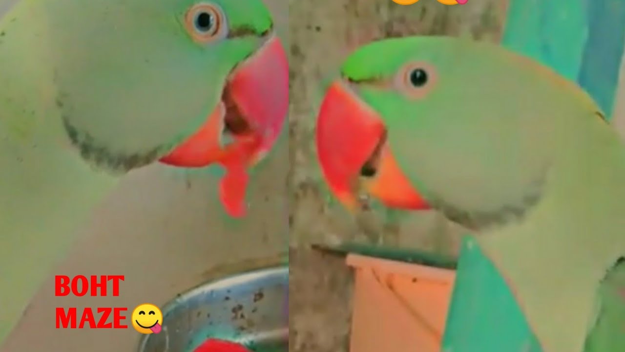 parrot eating watermelon sunflower seeds cute parrot mitthu - YouTube