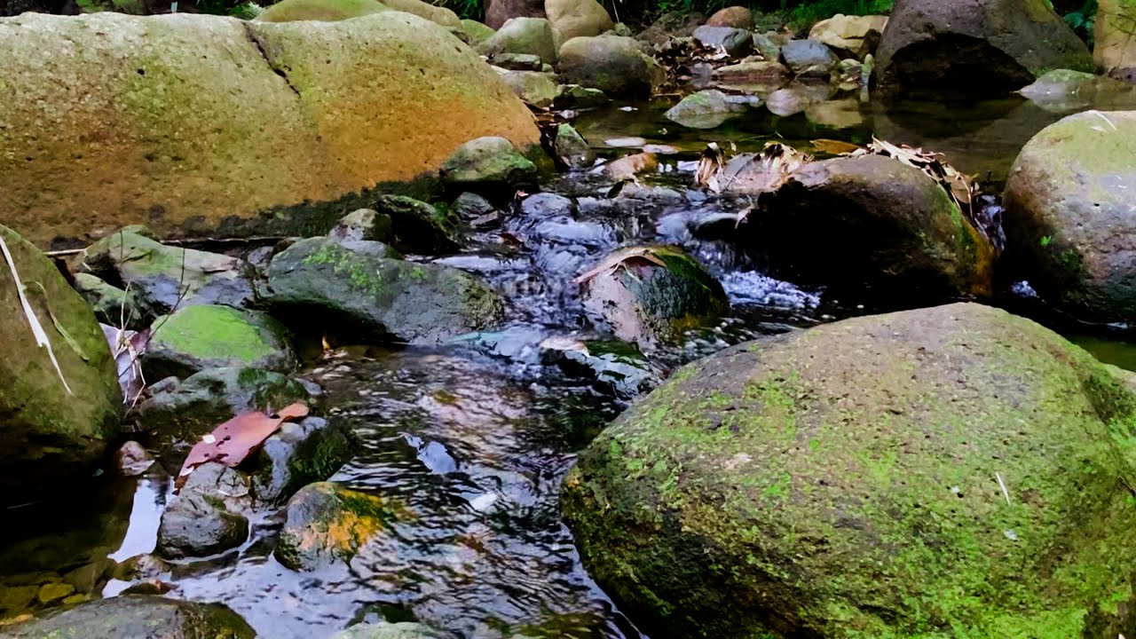 The Stream Flows Through The Cliffs Amidst The Beautiful Green Forest ...