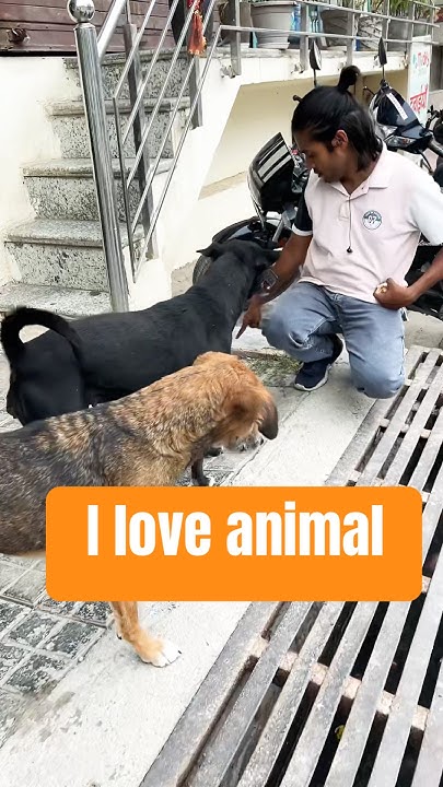 I love animal - YouTube