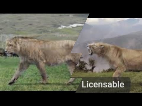 AMERICAN LION VS SMILODON POPULATOR. WHO WOULD WIN IN A FIGHT BETWEEN ...