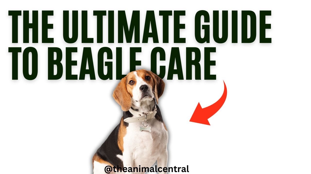 The Ultimate Guide to Beagle Care - YouTube