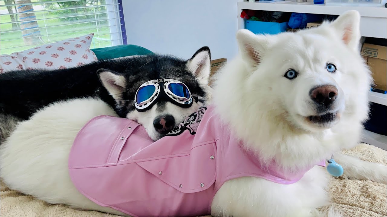 She Strutted the Cat Walk to get Tonka a Gift and made lots of new ...