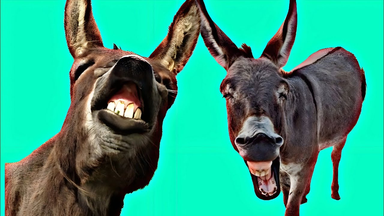 Donkey Funny Reactions Compilation - YouTube