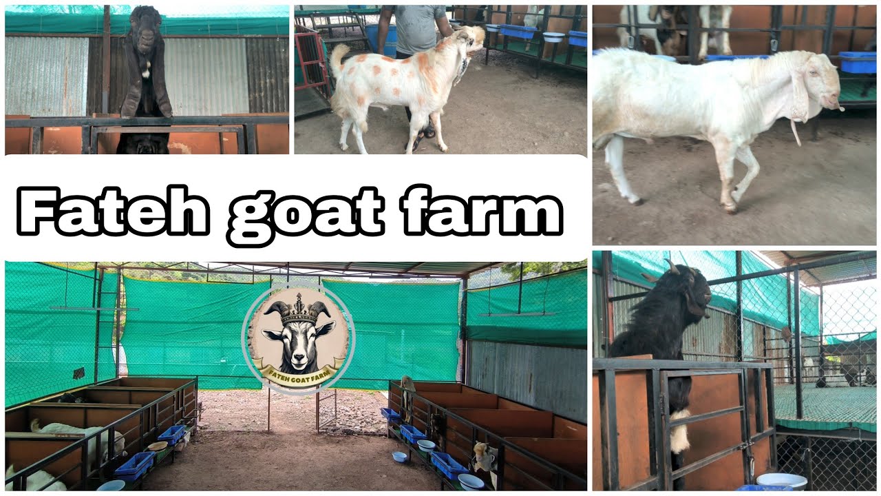 Fateh goat farm | one of the best palai farm of pune | urbaz bhai # ...
