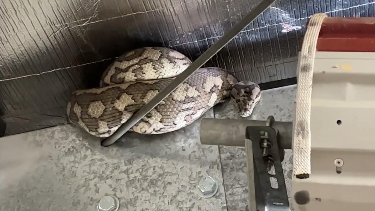 Australian Scrub Python snake just chilling with a belly full - YouTube