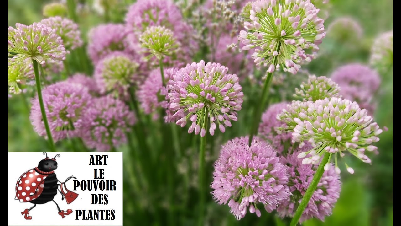 Jardinage: Allium sativum Millenium: Taille et entretien: Plante vivace ...