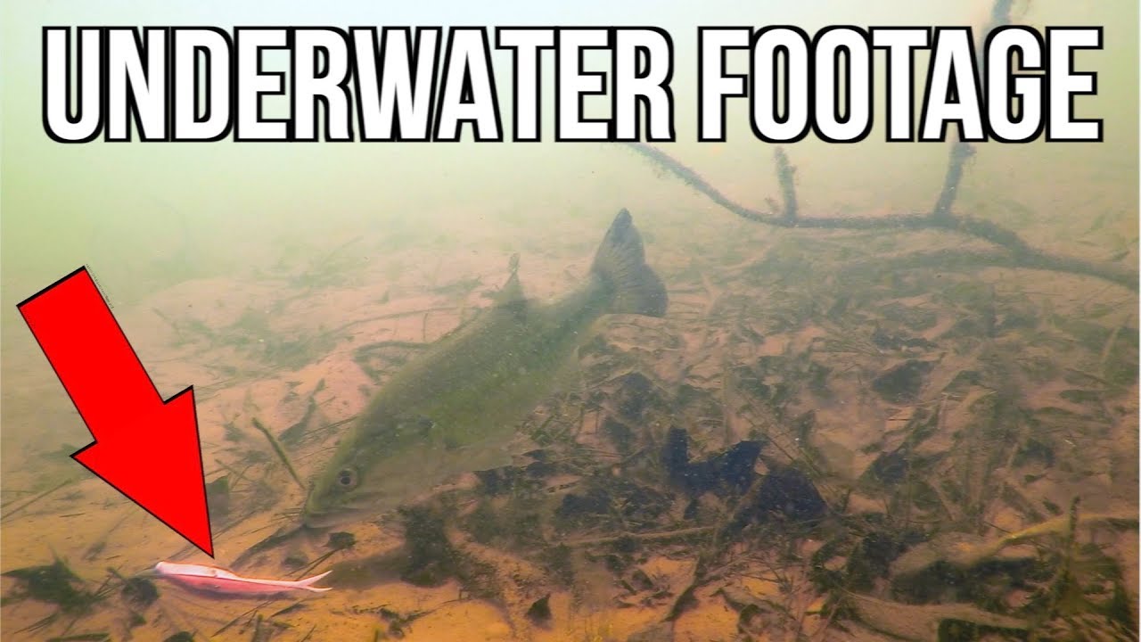 Bass Crushes Hot Pink Lure Underwater Footage Youtube