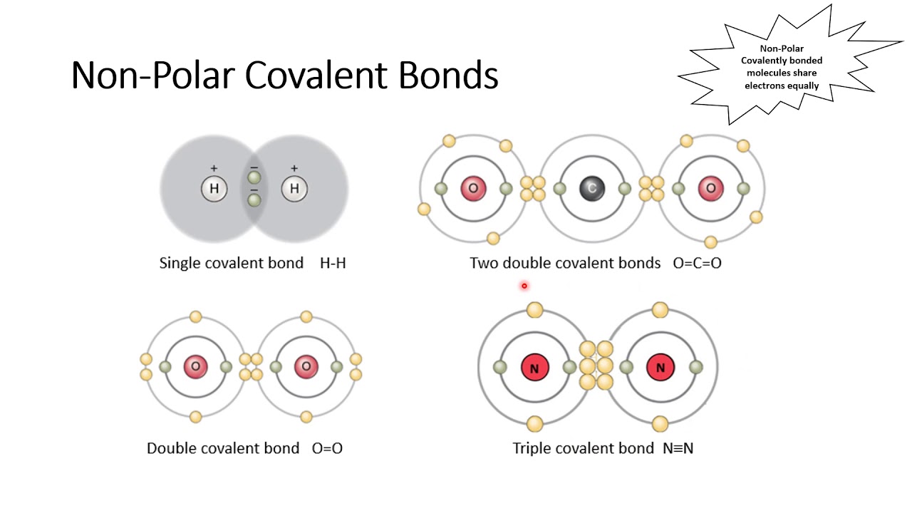 Chapter 2E Covalent Bonds and Hydrogen Bonds - YouTube
