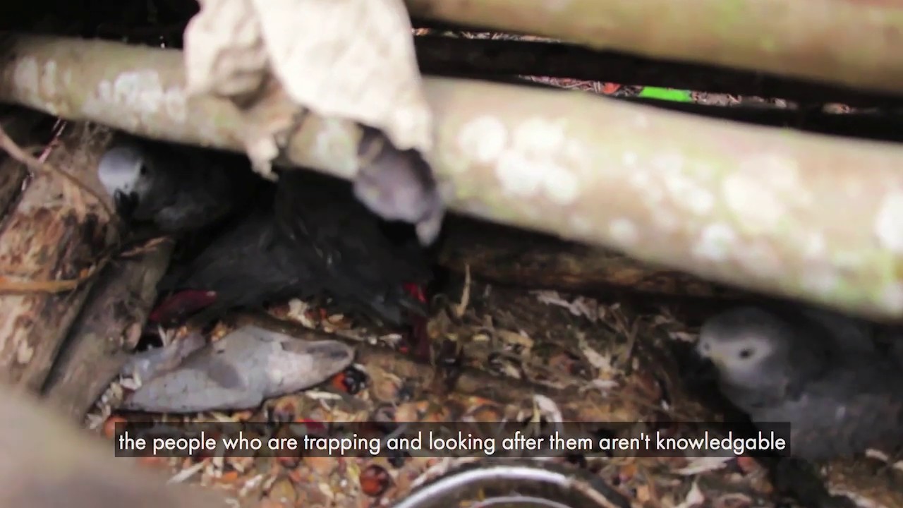 Grey parrot smuggling - YouTube