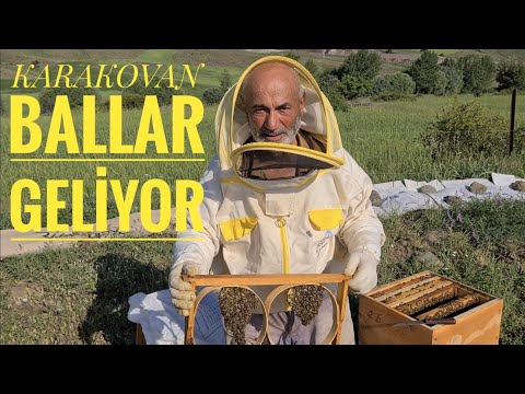 KARAKOVAN BALLAR HAZIRLANIYOR