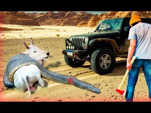 How to Start A Farming Cow Milking Calf Transportation Feeding Hay Bale Farm