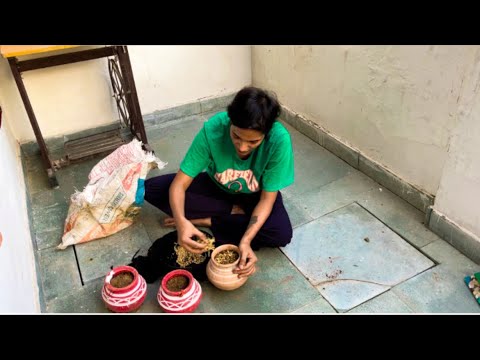 Navratri 2024: Sacred Rice Planting Ritual! - YouTube
