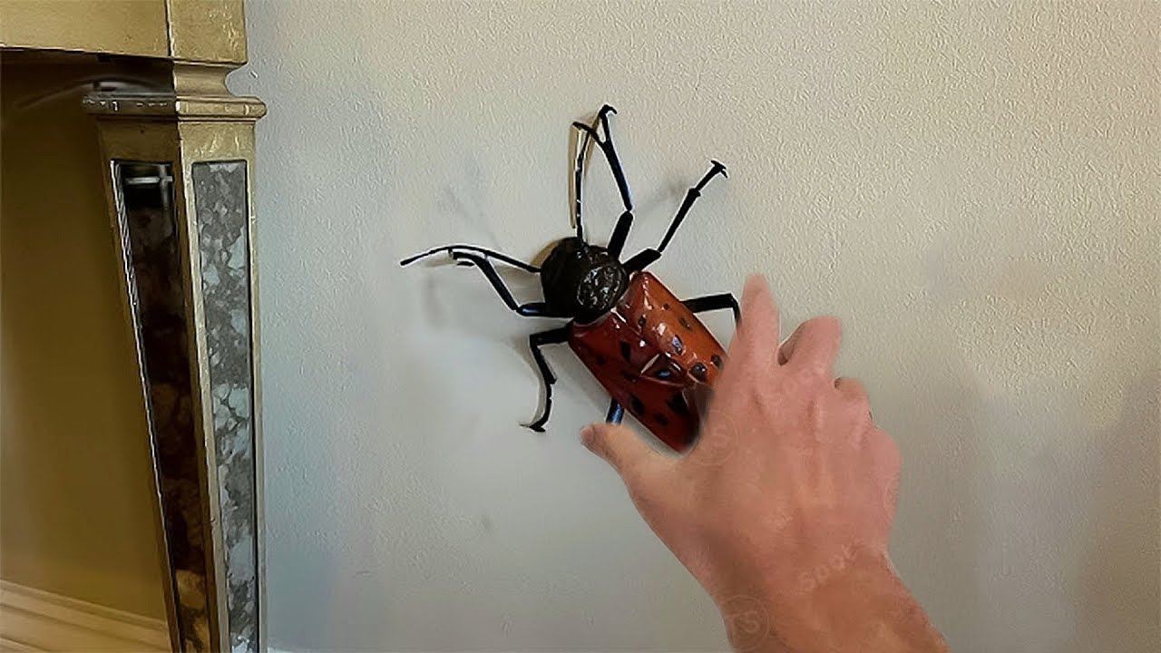 Unveiling the Mystery of This Unexpected BUG Encounter - YouTube