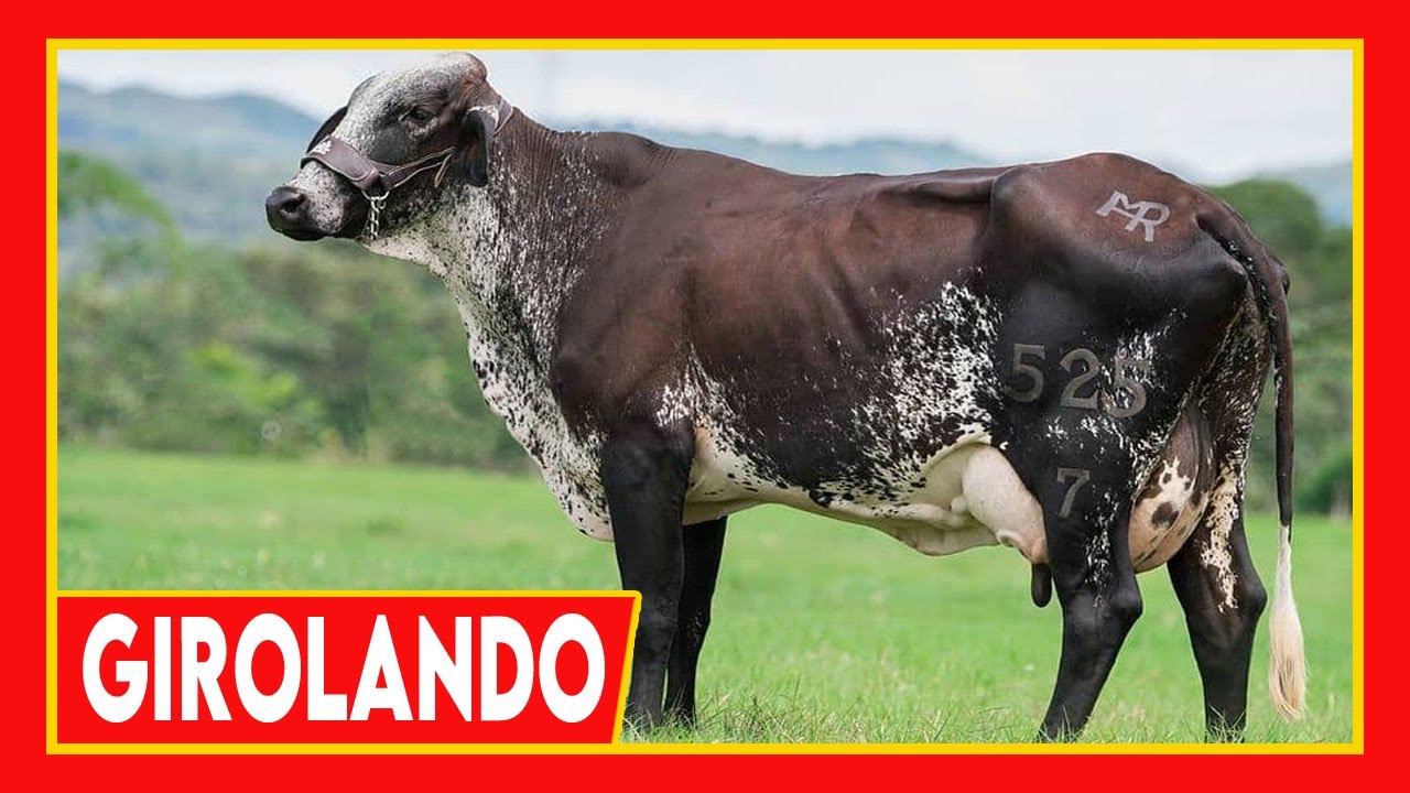 🔴 VACAS LECHERAS GIROLANDO CARACTERISTICAS Vacas Lecheras, Raça ...