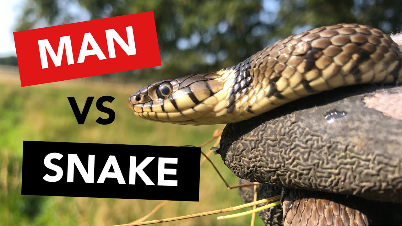 GRASS SNAKES GALORE!!! - Natrix helvetica - YouTube
