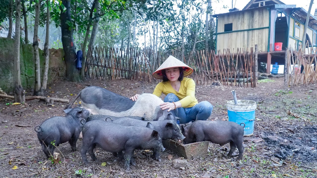 A Busy Day On the Farm - Caring for 3 Month Old Piglets, How to Cook ...