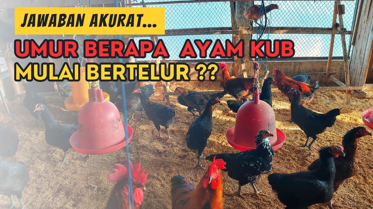 Ulasan Lengkap Umur Ayam KUB Bertelur dan Berapa Jumlah Telurnya ...