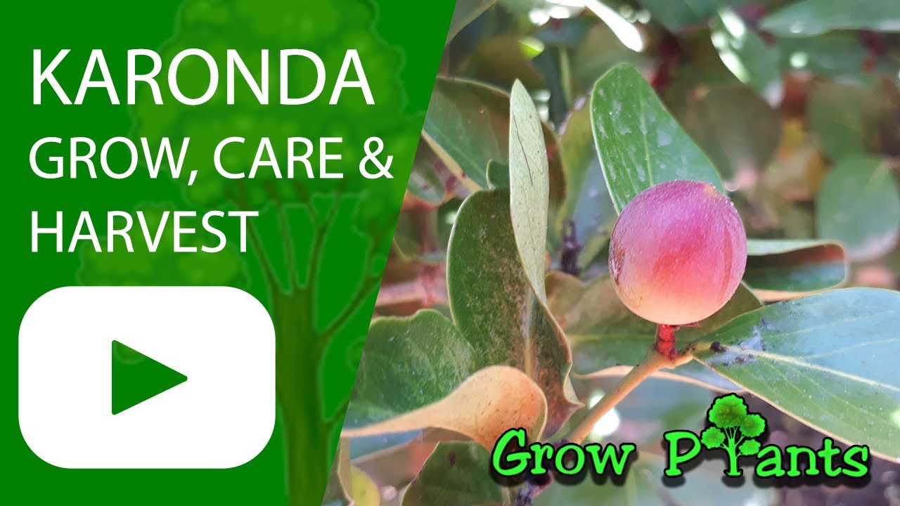 Karonda - grow & care (Carissa carandas) - YouTube