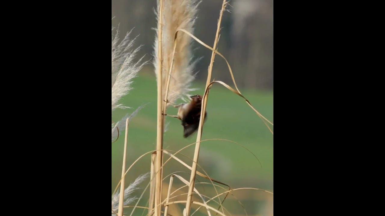 Sparrow nest building #wildlife #nest - YouTube