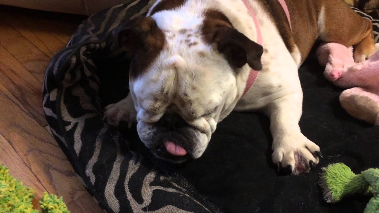 Bulldog tries to eat Pasta - YouTube