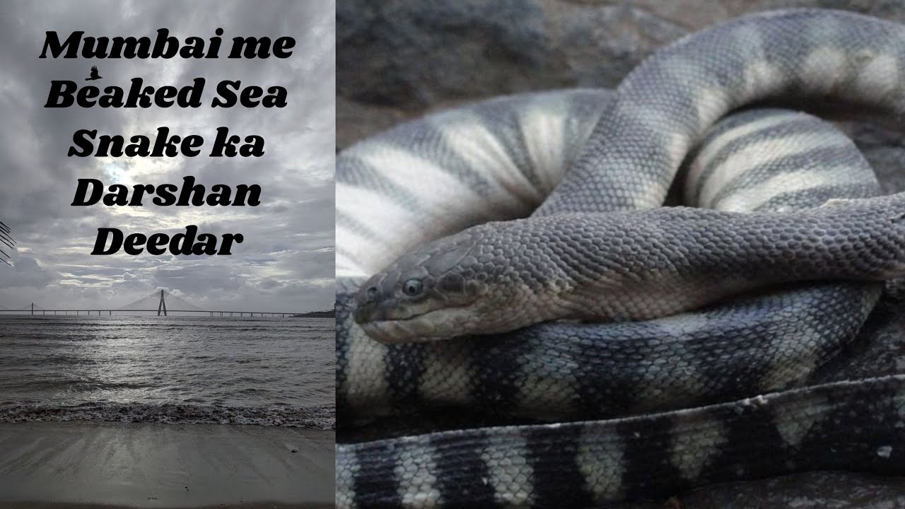 Mumbai me Beaked Sea Snake ka Darshan deedar! | Rare Sighting of Beaked ...